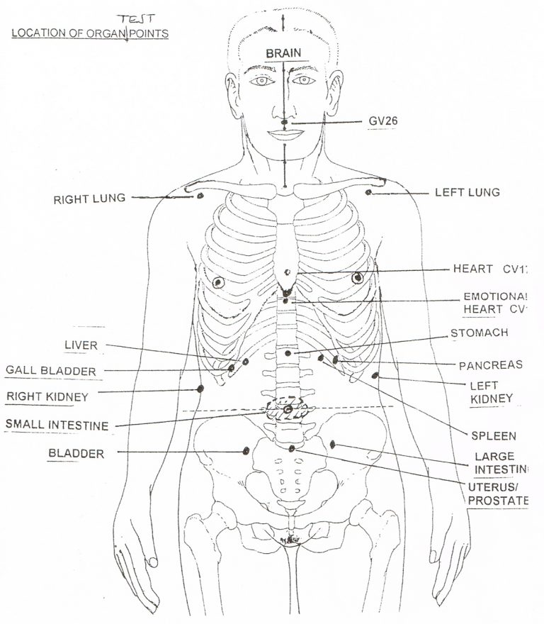 Torpunkte und Organe | Maria Edinger